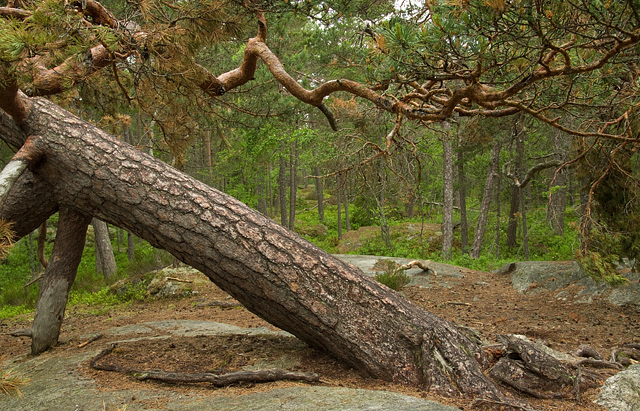 Tyresta – Wondersofsweden