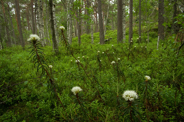Tyresta – Wondersofsweden